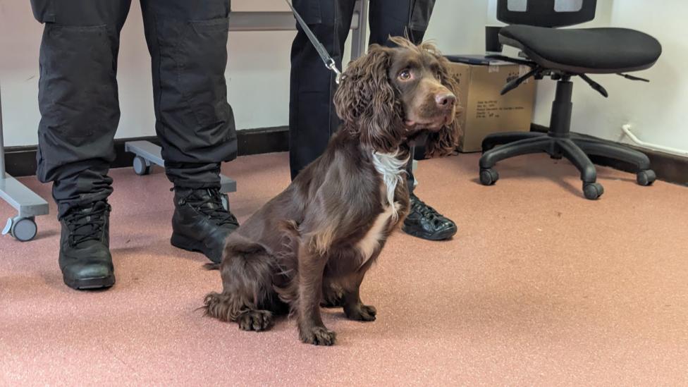 Rescue spaniel joins Avon and Somerset Police's dog unit - BBC News