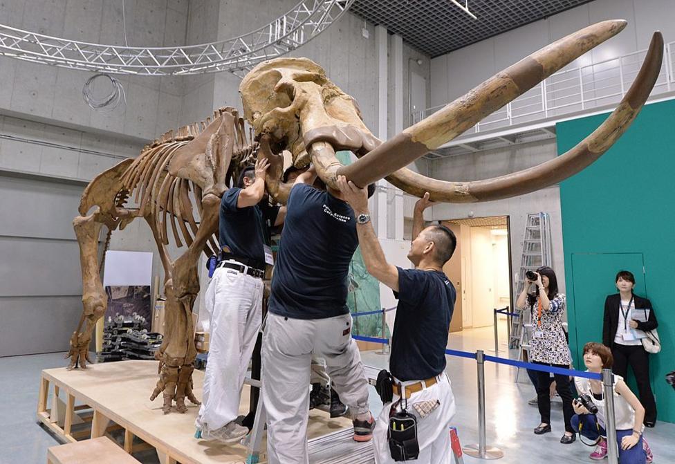 Bone from extinct giant elephant donated to Cambridgeshire museum - BBC ...