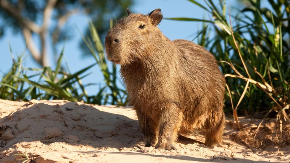 Missing capybara: Cinnamon spotted using drone - BBC Newsround