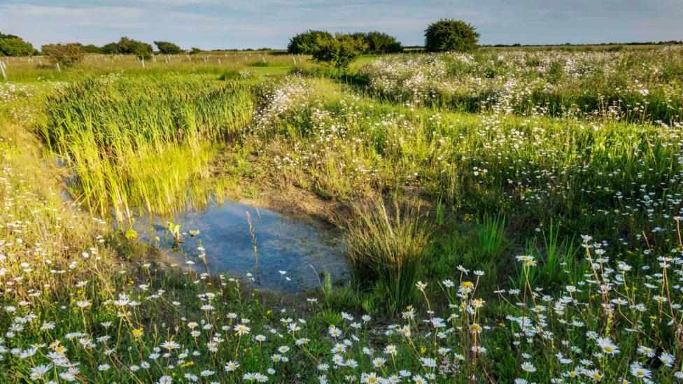 Rare bee sighting in Kent is a 'conservation success story' - BBC News