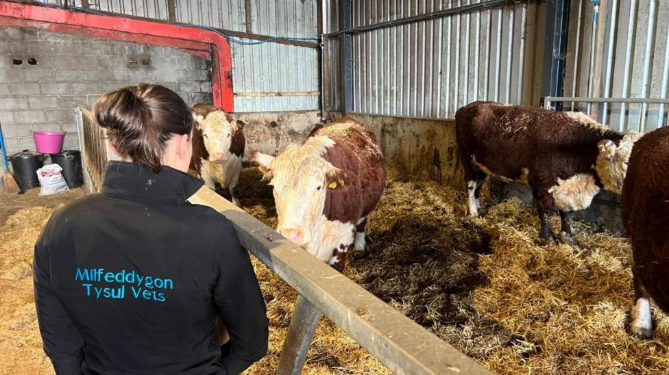 Vet shortage concern with more pets leading to increased burden - BBC News