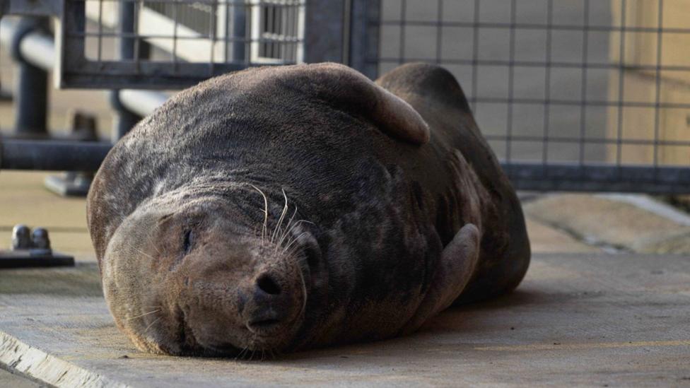 Seal saved in Scarborough after becoming trapped in fishing net - BBC News