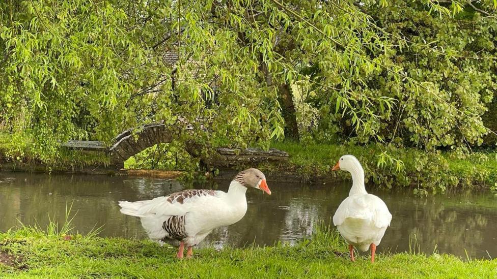 Thousands raised for memorial to geese killed in Cotswolds crash - BBC News