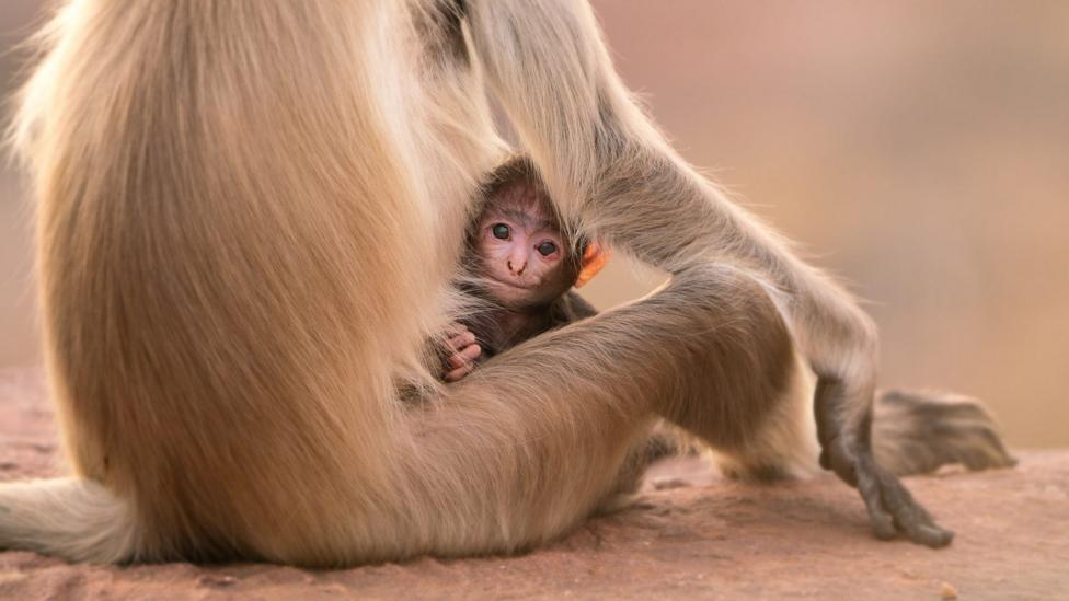 New David Attenborough series explores parenthood - BBC Newsround