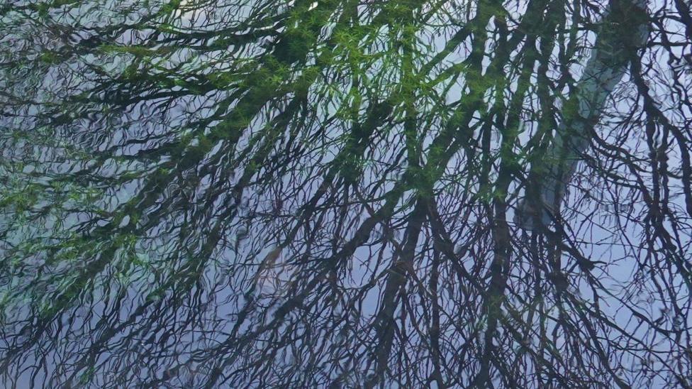 Luton's River Lea 'should be celebrated' in photo competition - BBC News