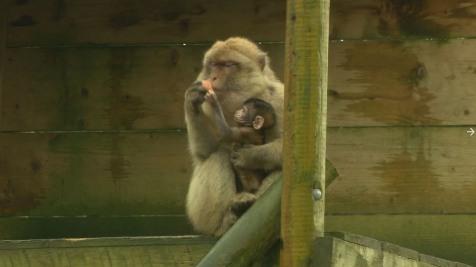 Barbary macaque: Endangered monkey born in County Donegal - BBC News