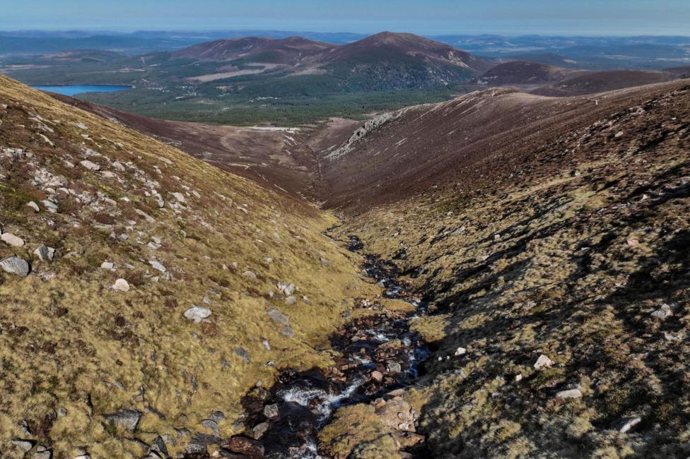 Charity to plant 30,000 trees for Cairngorms mountain woodland - BBC News