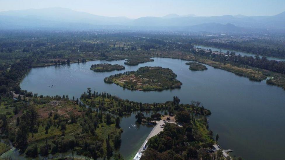Endangered axolotls successfully released in the wild in Mexico - BBC ...