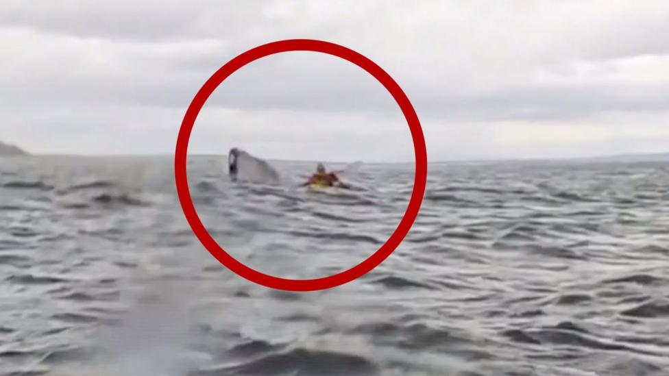 New Quay: Bottlenose dolphins spotted killing dolphin calf - BBC News