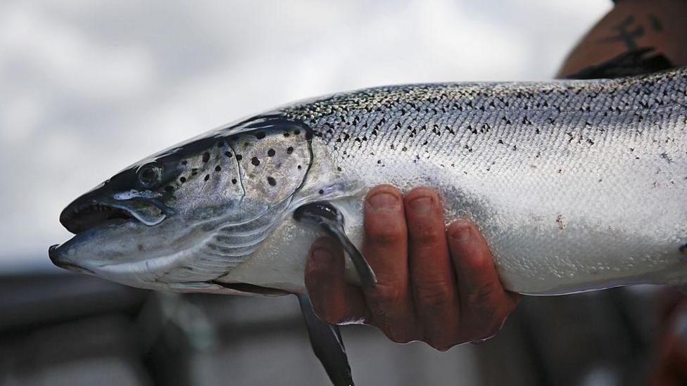 Plans for 'Scotland's largest salmon farm' approved for Shetland - BBC News