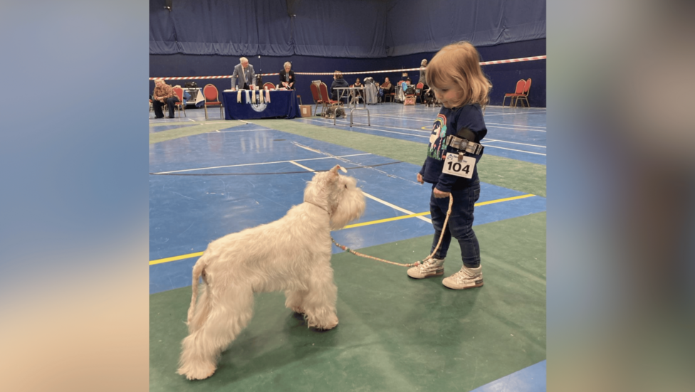 Powys Crufts qualifier to become one of youngest ever, aged three - BBC ...