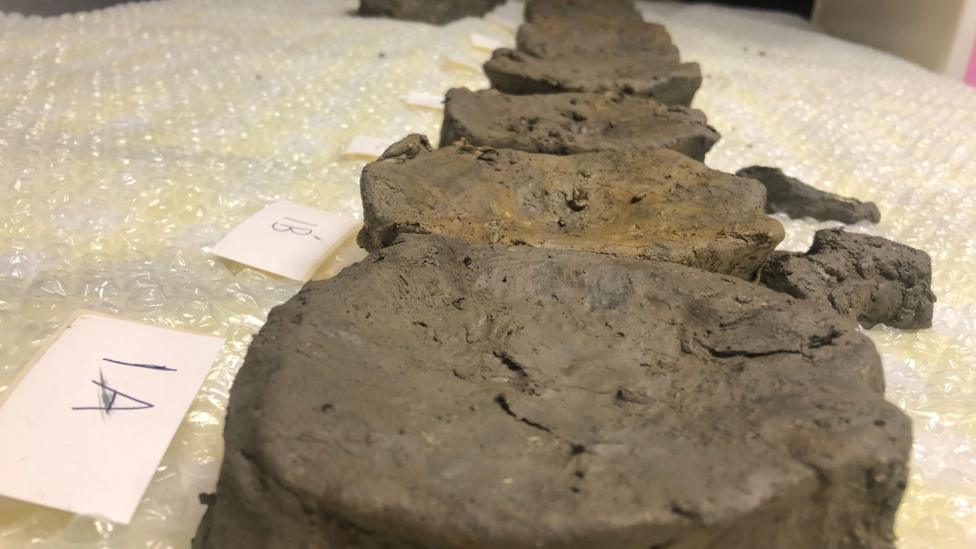 Fossils of Jurassic sea creature found in city quarry - BBC News