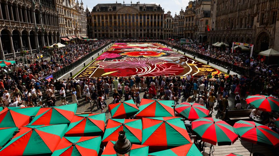 Brussels Flower Carpet 2024: Display takes over historic square - BBC ...
