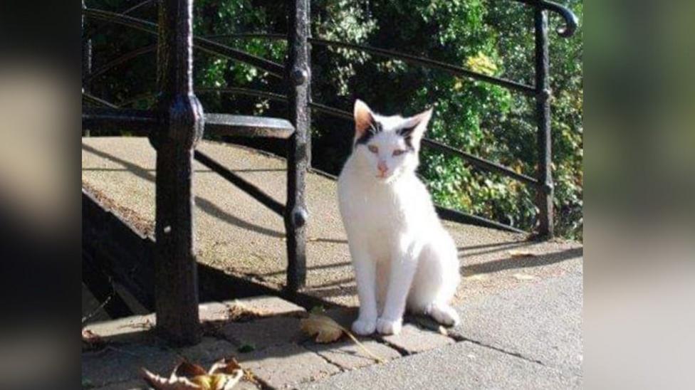 Enfield bridge named after 'legendary' cat Barney - BBC News