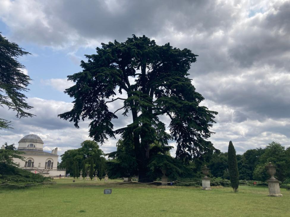 Which tree will be crowned Tree of the Year 2025? - BBC Newsround
