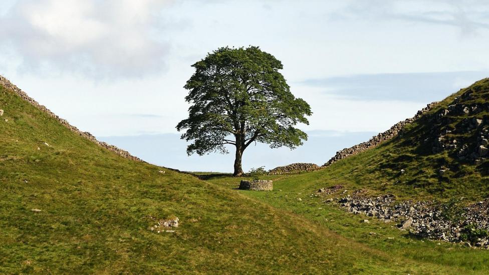 Sycamore Gap accused thought it was 'just a tree', court hears - BBC News