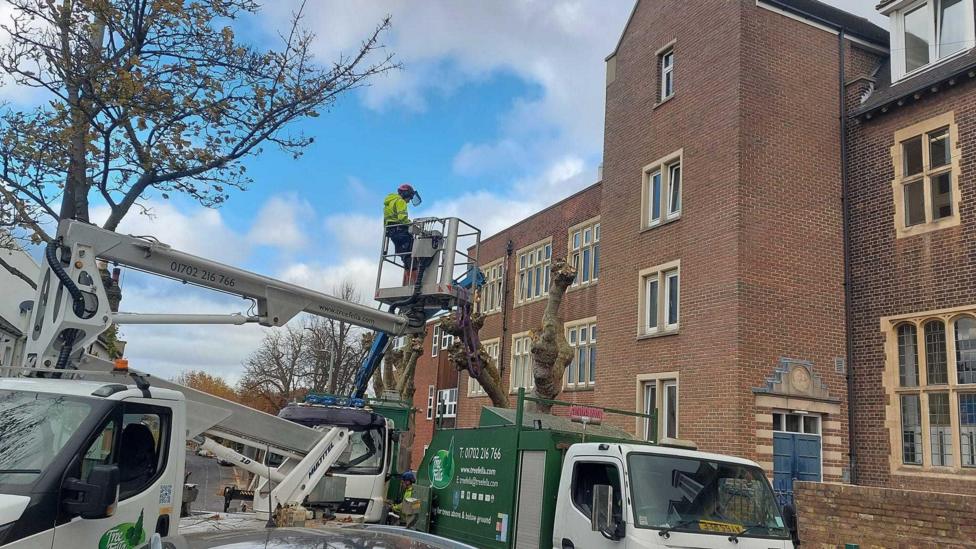 Felled 100-year-old tree in Southend 'could have been saved' - BBC News