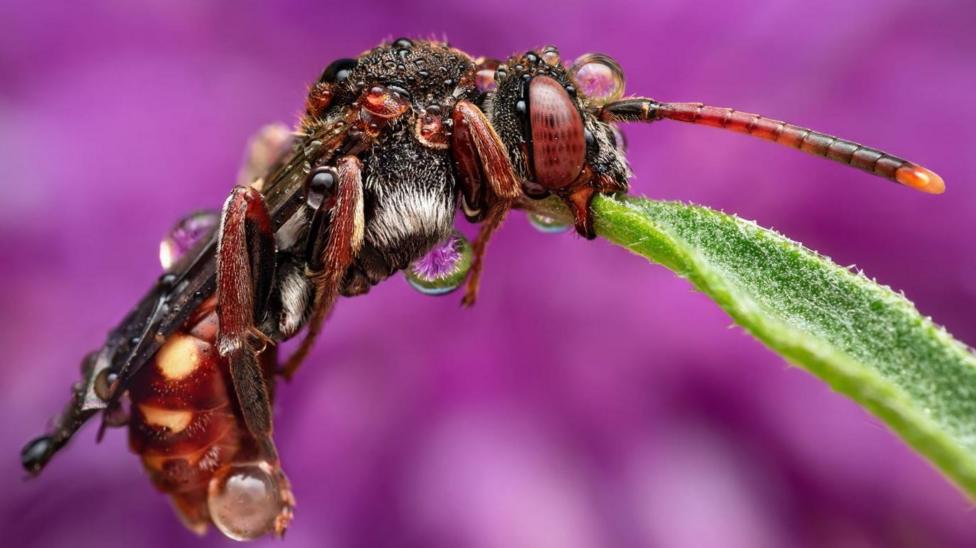 BBOWT photography contest: Close-up of rare bee wins top prize - BBC News