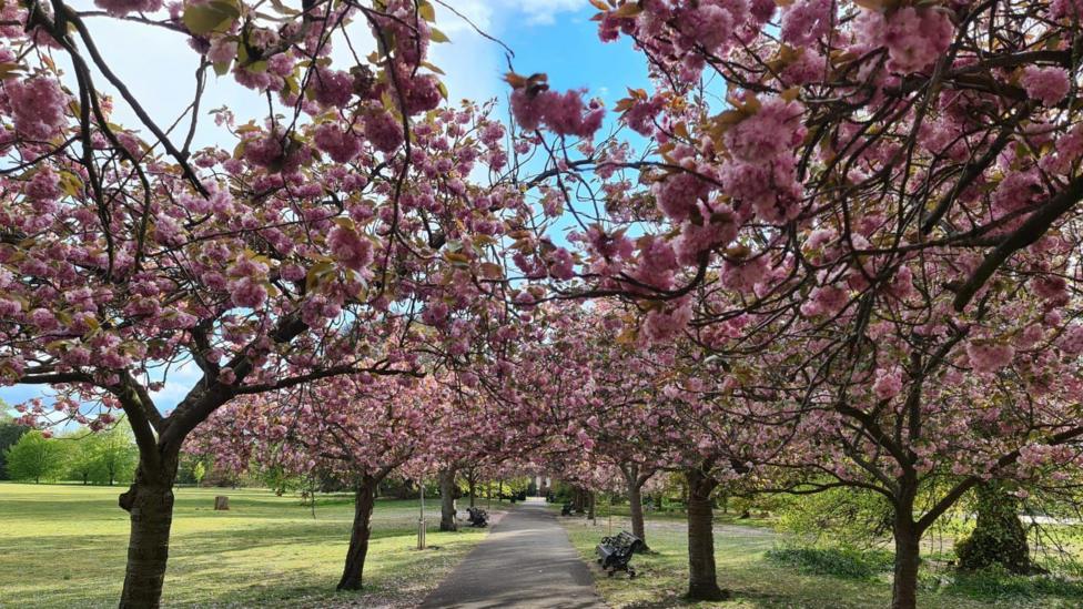 Spring blossoms can help you feel happy, National Trust says - BBC News