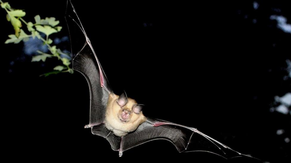 Rare grey long-eared bat discovered at Devon's Seaton Wetlands - BBC News