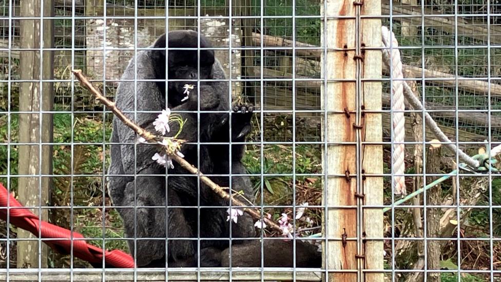 Cornwall monkey sanctuary closing to the public for a year - BBC News