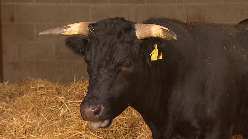 Runaway bull now in Norfolk 'may have fled from slaughterhouse' - BBC News