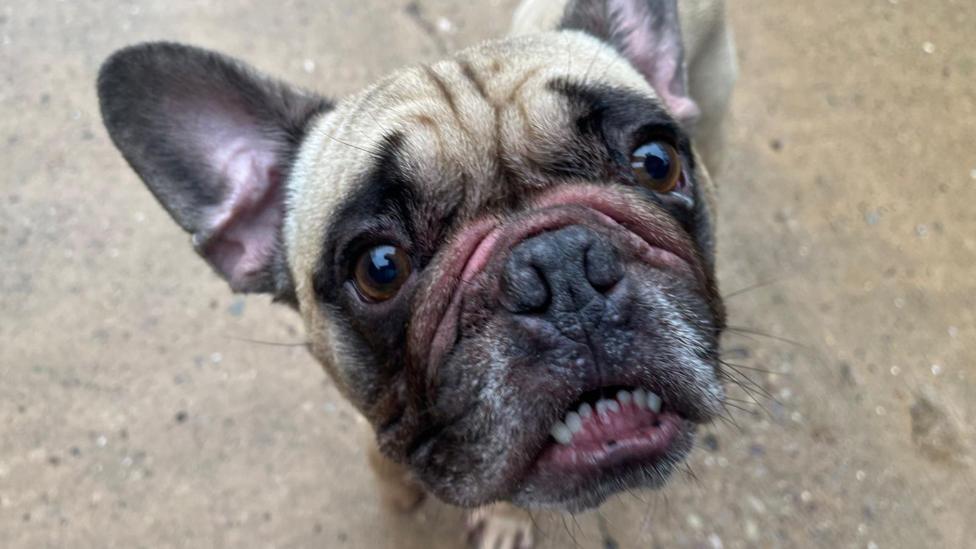 Derby: Dog has nose surgery after fundraising appeal - BBC News