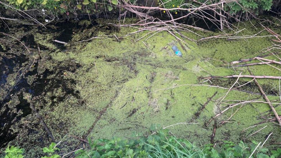 Lough Neagh: First case of blue-green algae confirmed in 2025 - BBC News