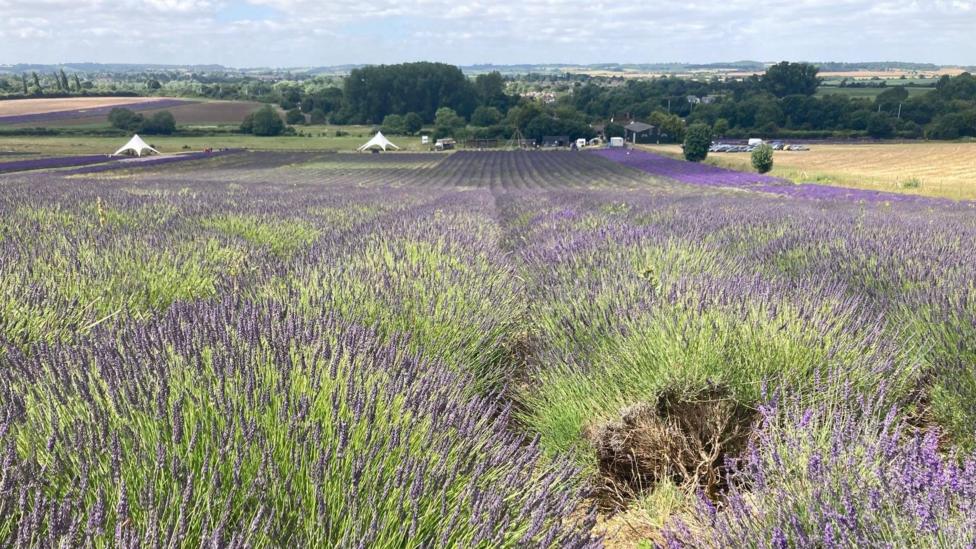 Lavender fields in Hitchin open a week early after a dry spring - BBC News