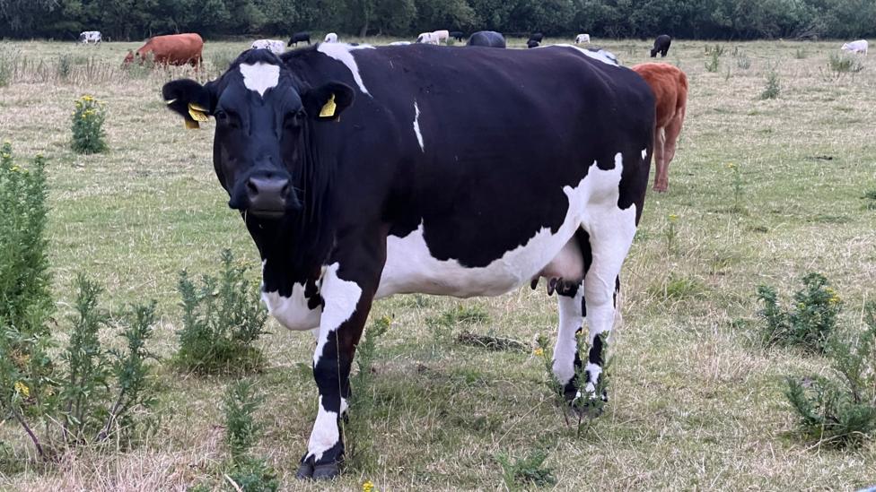 Walker trapped in tree after angry cow encounter on Isle of Wight - BBC ...