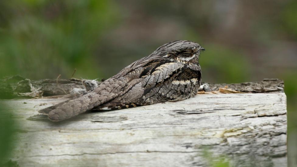 Nightjar: Rare discovery as elusive bird found behind Belfast bin - BBC ...