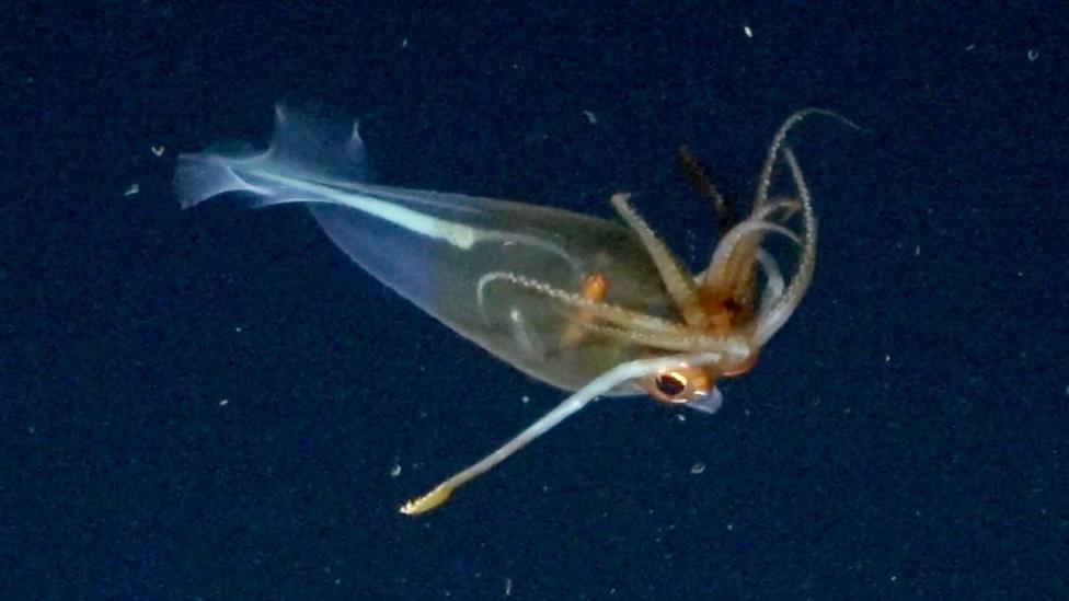 Colossal squid filmed by scientists for first time in ocean - BBC News