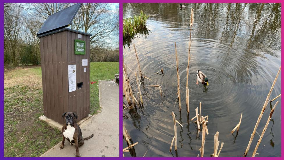 Why this country park has a duck vending machine - BBC Newsround