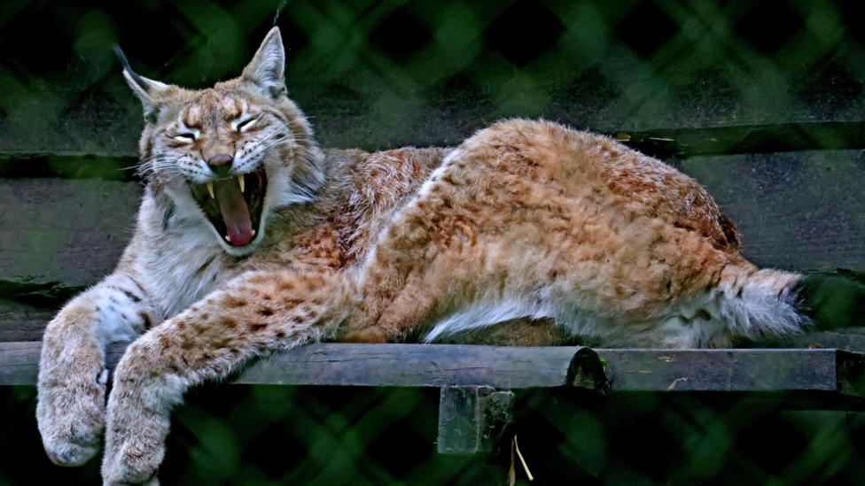 Wildwood Trust: 'New enclosure will support lynx breeding plans' - BBC News