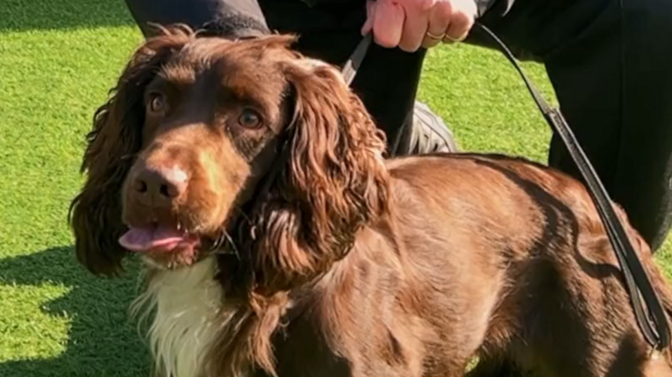 Rescue spaniel joins Avon and Somerset Police's dog unit - BBC News