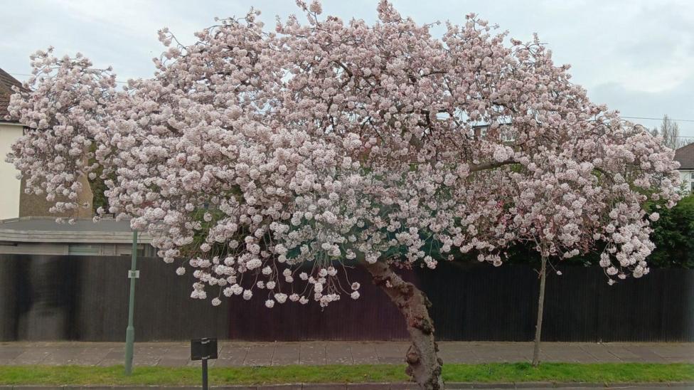 Spring blossoms can help you feel happy, National Trust says - BBC News