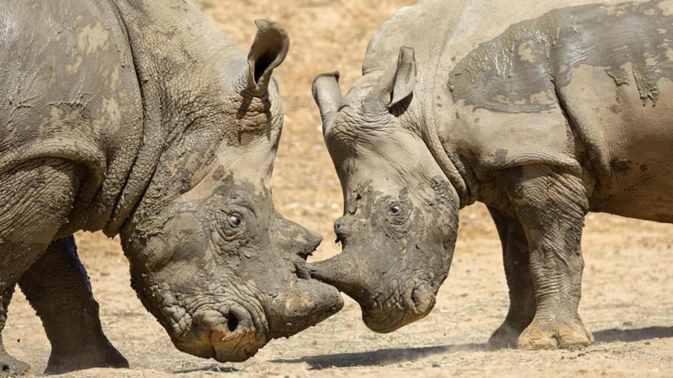 Colchester Zoo zebra dies after incident with rhino - BBC News