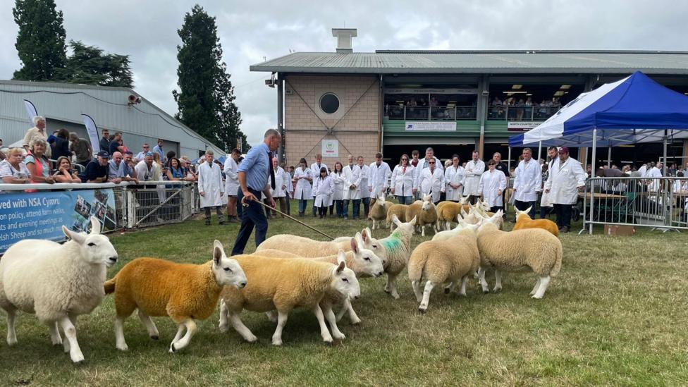 In pictures: The Royal Welsh Show in Builth Wells - BBC News