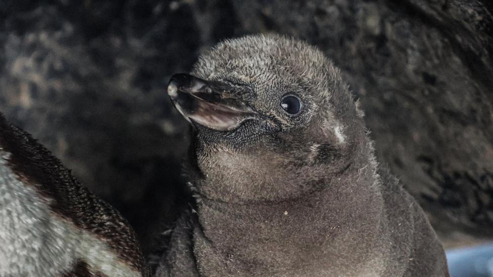 Penguin chicks and baby monkey born at Twycross Zoo - BBC News