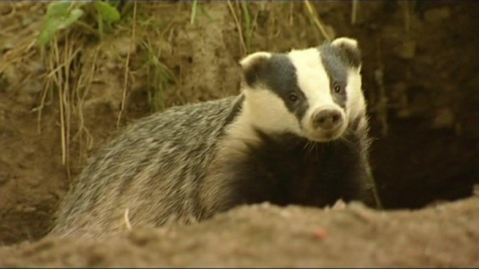 Badger Trust mounts legal challenge against culling licences - BBC News