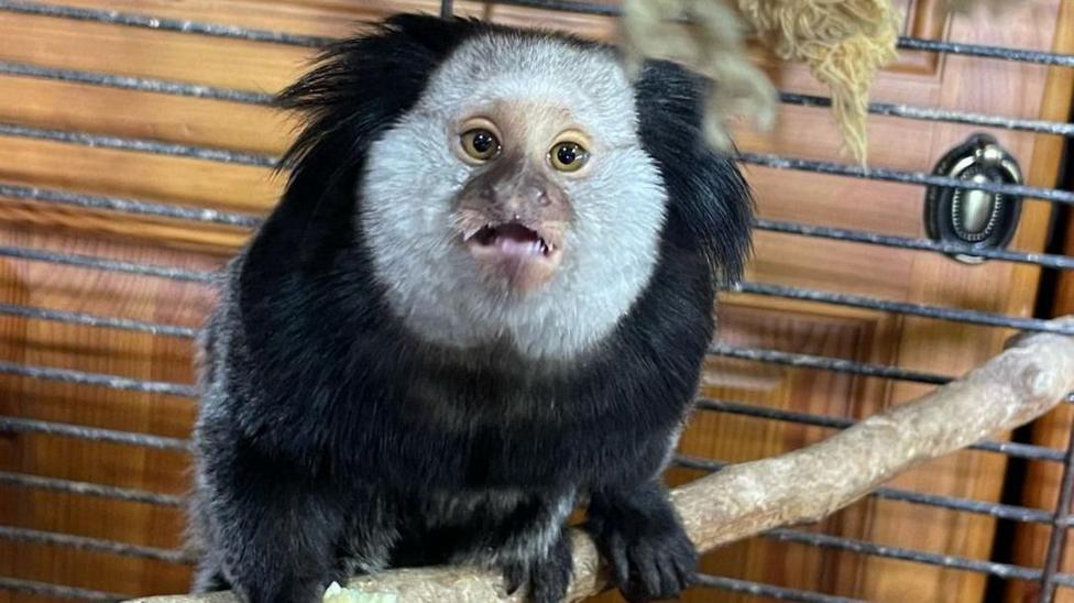 Monkey found in Wolverhampton conservatory gets new home - BBC News