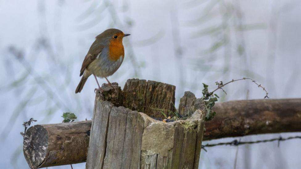 Low Barns reserve photo exhibition captures nature's beauty - BBC News