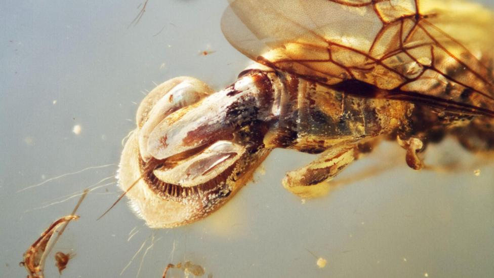 Check out this ancient wasp with a flytrap for a bottom - BBC Newsround