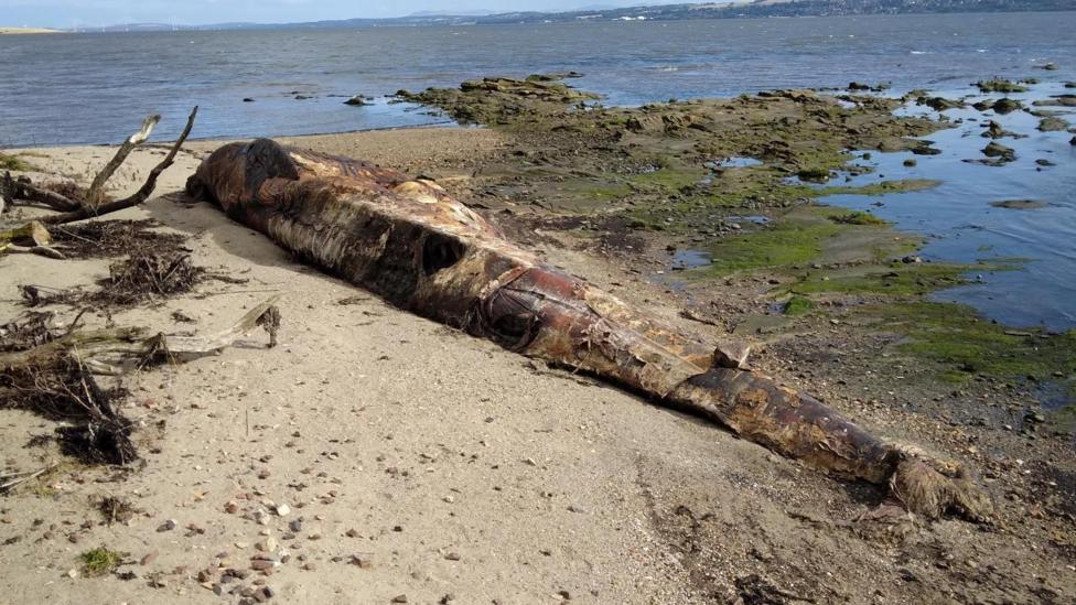 Washed up whale left to rot 'naturally' on Fife beach for nine months ...