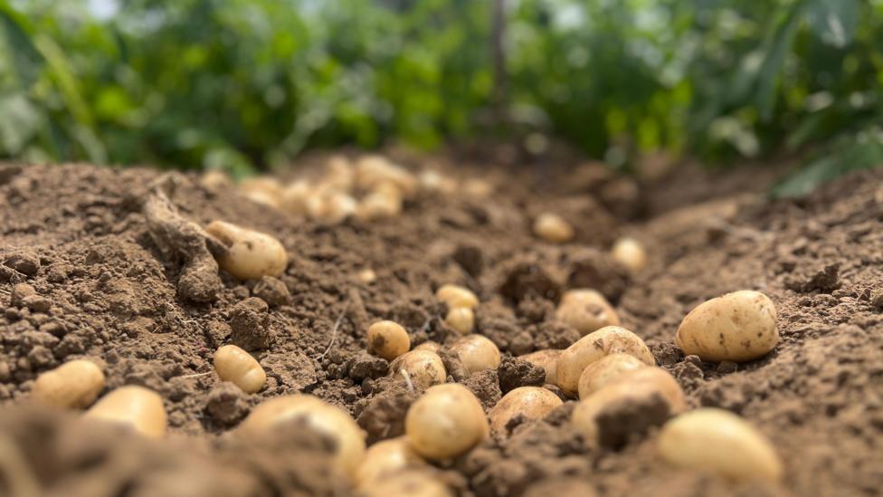 Jersey Royal Potatoes centre stage with Corrie in ad campaign - BBC News
