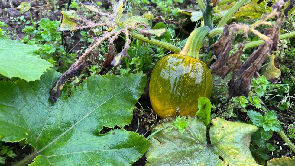 Derbyshire pumpkin yield struggling after 'cold and wet' weather - BBC News