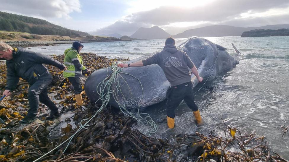 Sperm whale entangled in rope dies after stranding on Raasay - BBC News