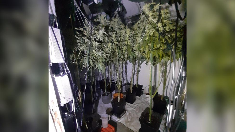 Cannabis worth £155,000 seized in police raids - BBC News