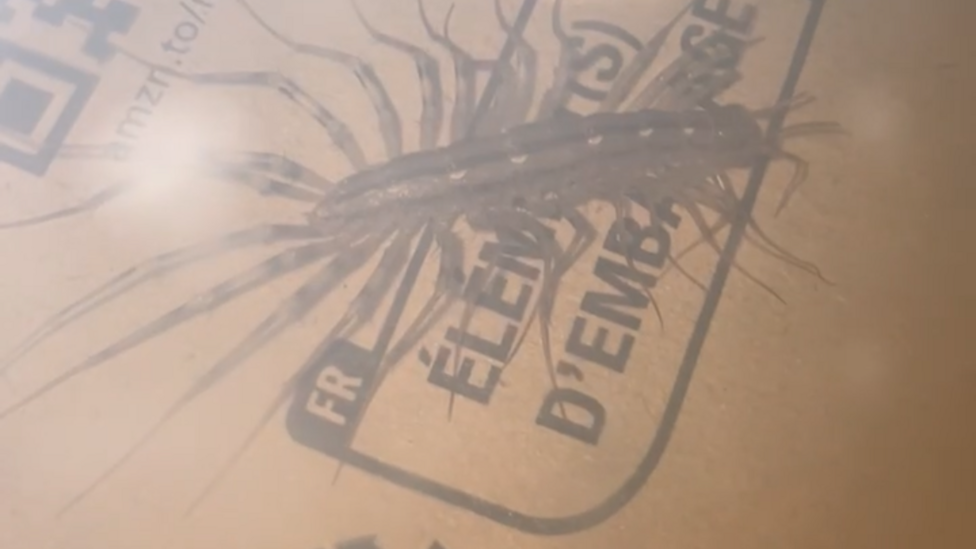 Lancashire woman finds rare venomous centipede in flat - BBC News