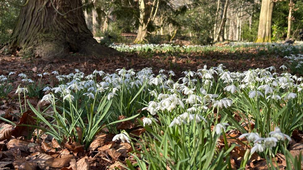 One millionth snowdrop planted in Wallington - BBC News